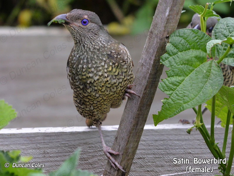 Blue Mountains nature - Fauna - Satin Bowerbird