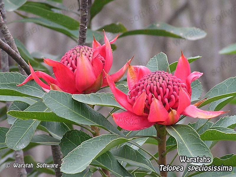Blue Mountains nature - Stories - Waratahs and Woody Pears
